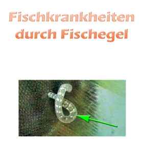 Fischkrankheiten | Teichfilter