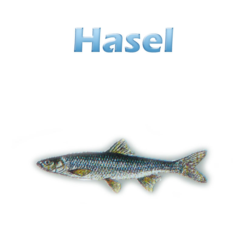 Der Hasel, Häsling (leuciscus leuciscus) | Teichfilter