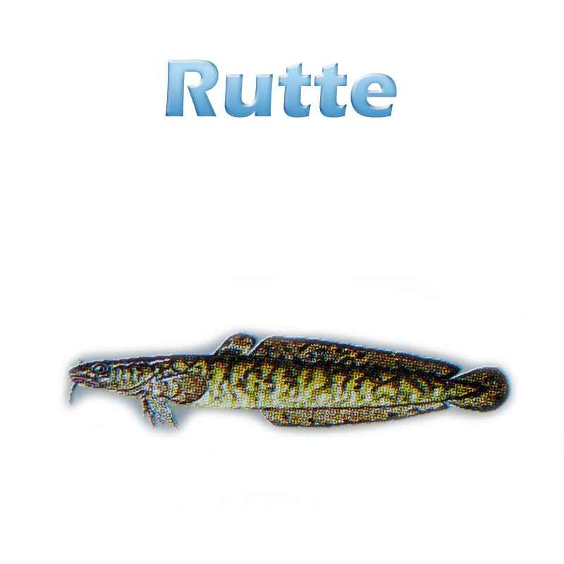 Die Rutte, Quappe, Trüsche (lota lota) | Teichfilter