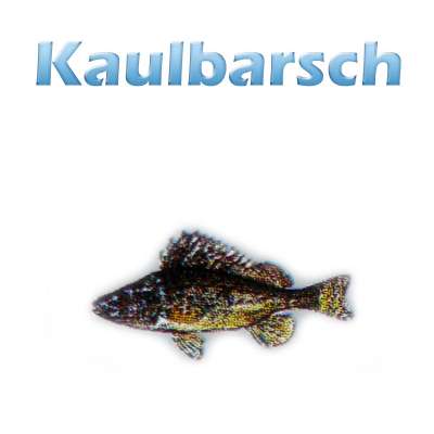 Der Kaulbarsch, Pfaffenlaus, Stuhr (gymnocephalus cernuus) | Teichfilter
