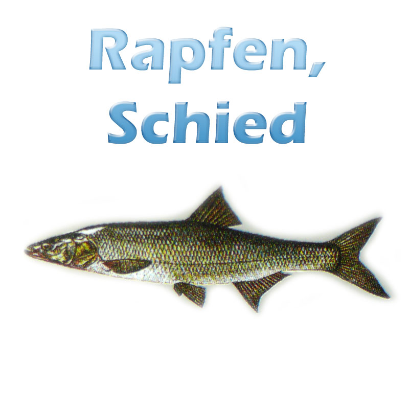 Der Rapfen, Schied (aspius aspius) | Teichfilter