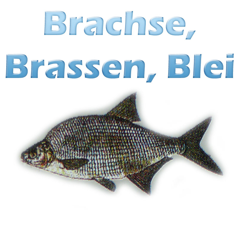 Die Brachse, Brassen, Blei (abramis brama) | Teichfilter