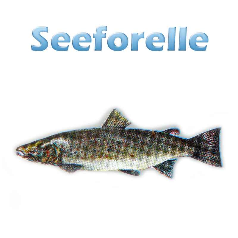 Die Seeforelle (salmo trutta f. lacustris) | Teichfilter