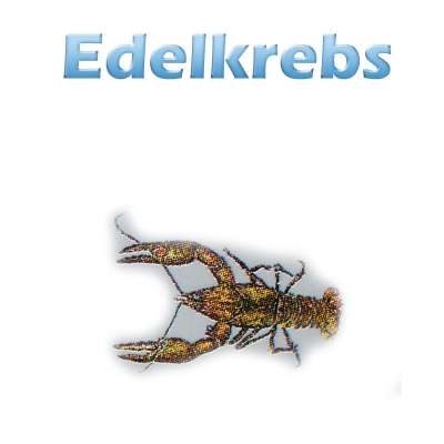 Der Edelkrebs (astacus astacus) | Teichfilter