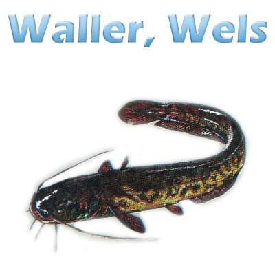 Der Waller, Wels (silurus glanis) | Teichfilter