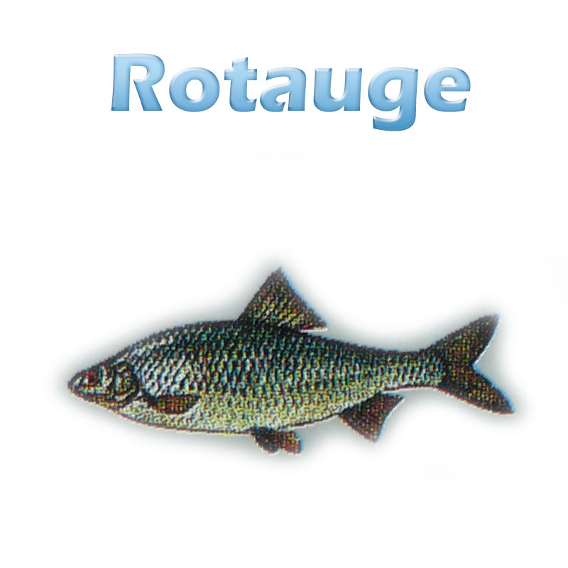Das Rotauge, Plötze (rutilus rutilus) | Teichfilter
