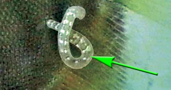 Krankheiten durch Fischegel behandeln | Teichfilter